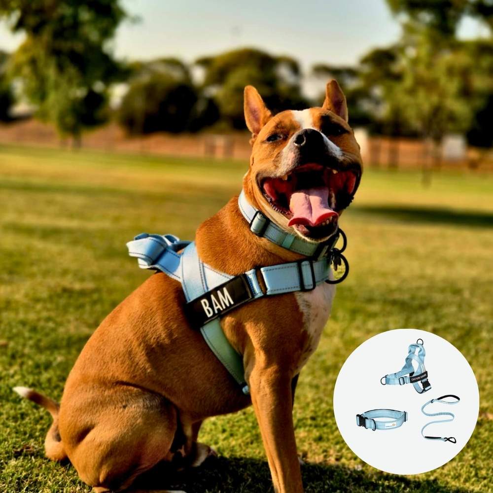 No Pull Harness Complete Set – Kibbles Co