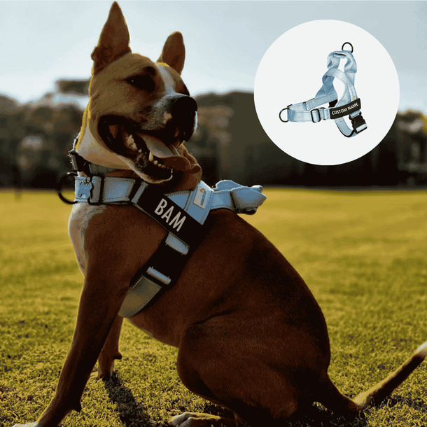 No Pull Dog Harness – Kibbles Co