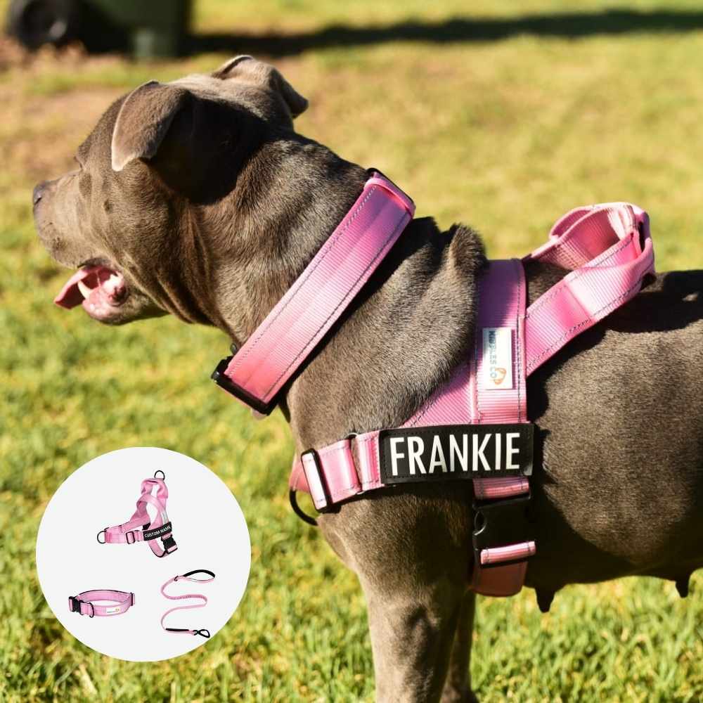 No Pull Harness Complete Set – Kibbles Co