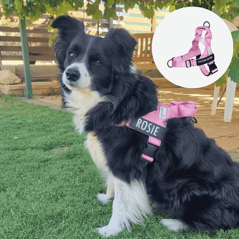 No Pull Dog Harness – Kibbles Co